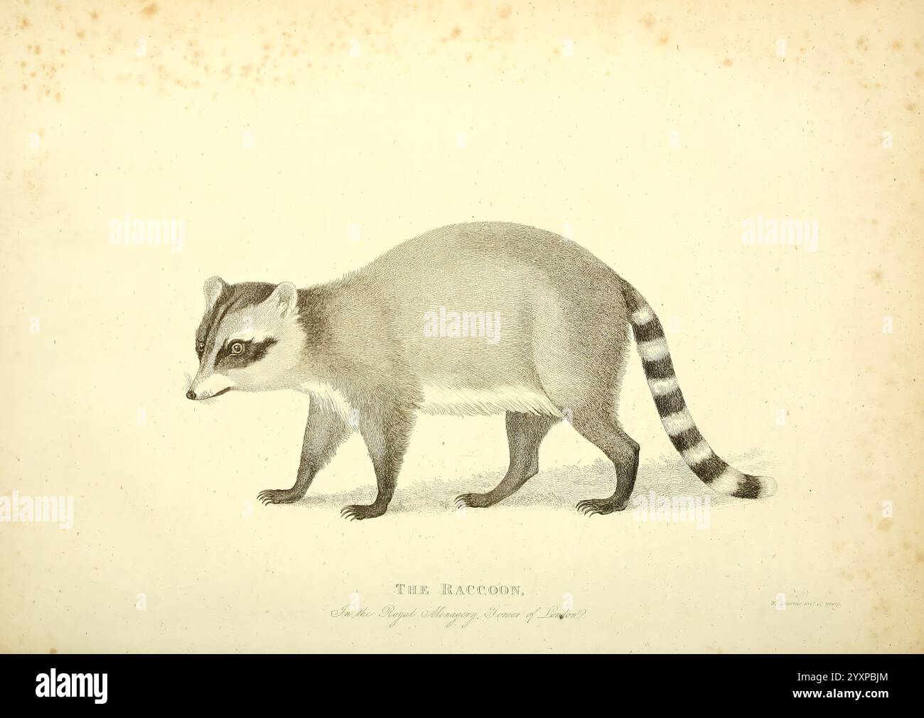 Raccoons unique fur patterns hi-res stock photography and images - Alamy