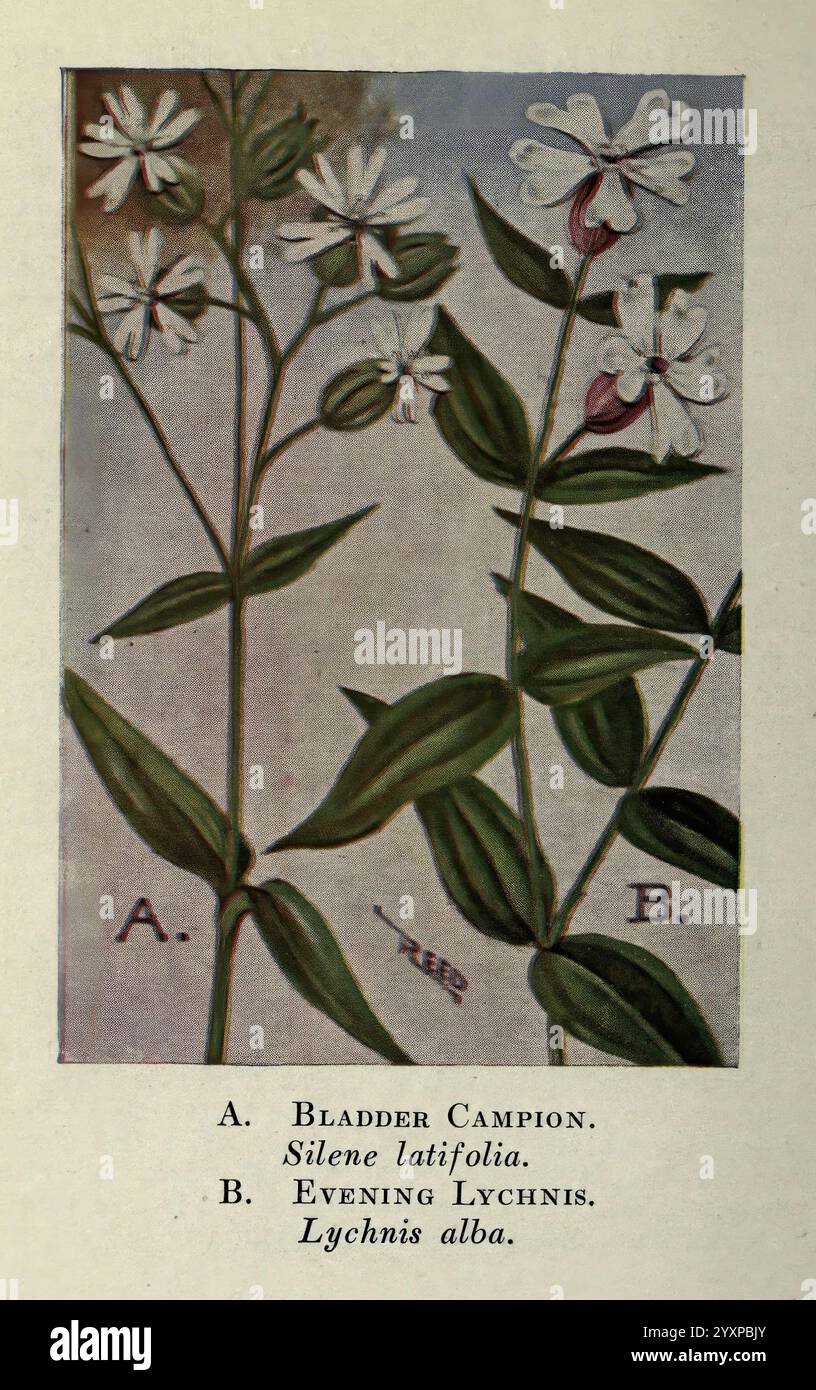 Illustration presents two botanical specimens labeled hi-res stock ...