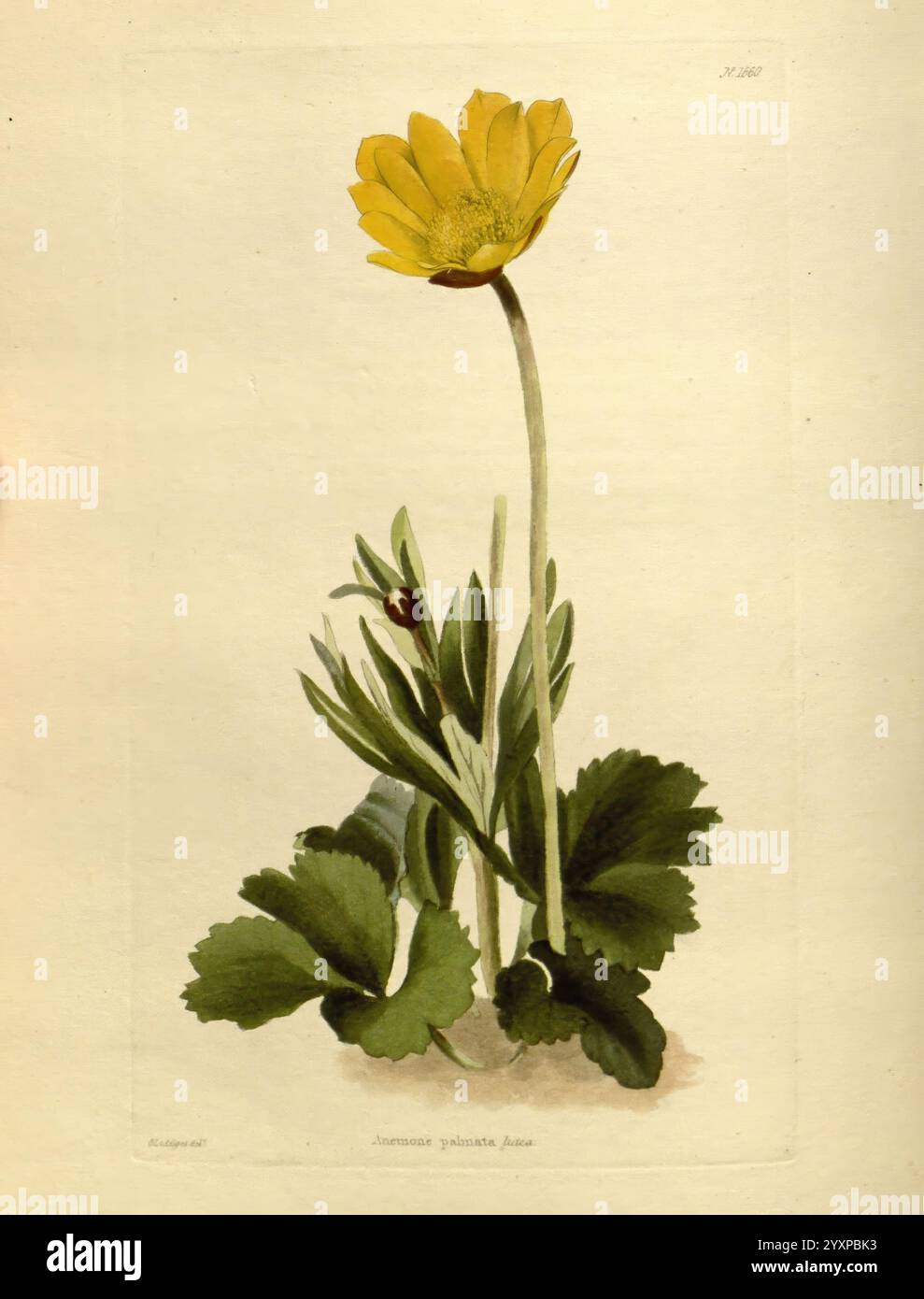 Showcasing delicate petal structures hi-res stock photography and ...