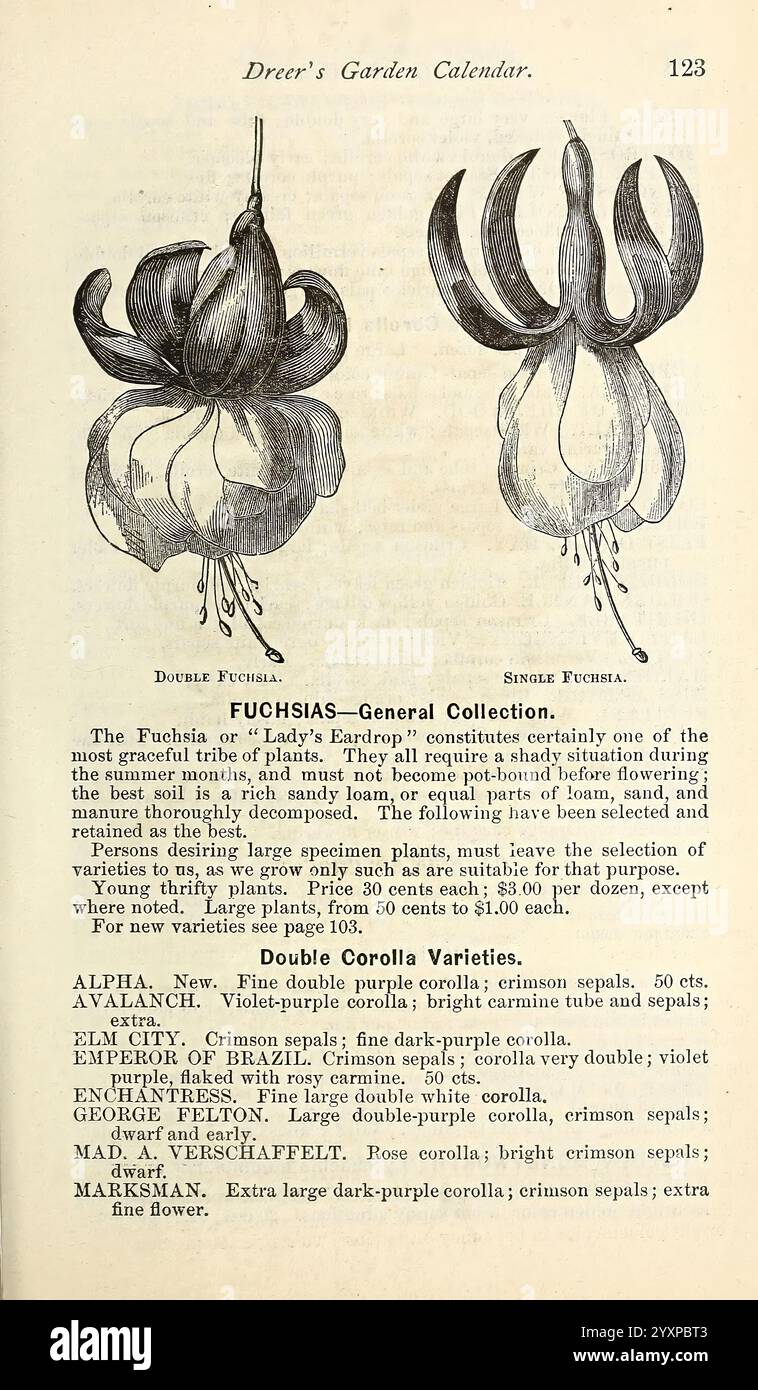 Highlights different fuchsia varieties hi-res stock photography and ...