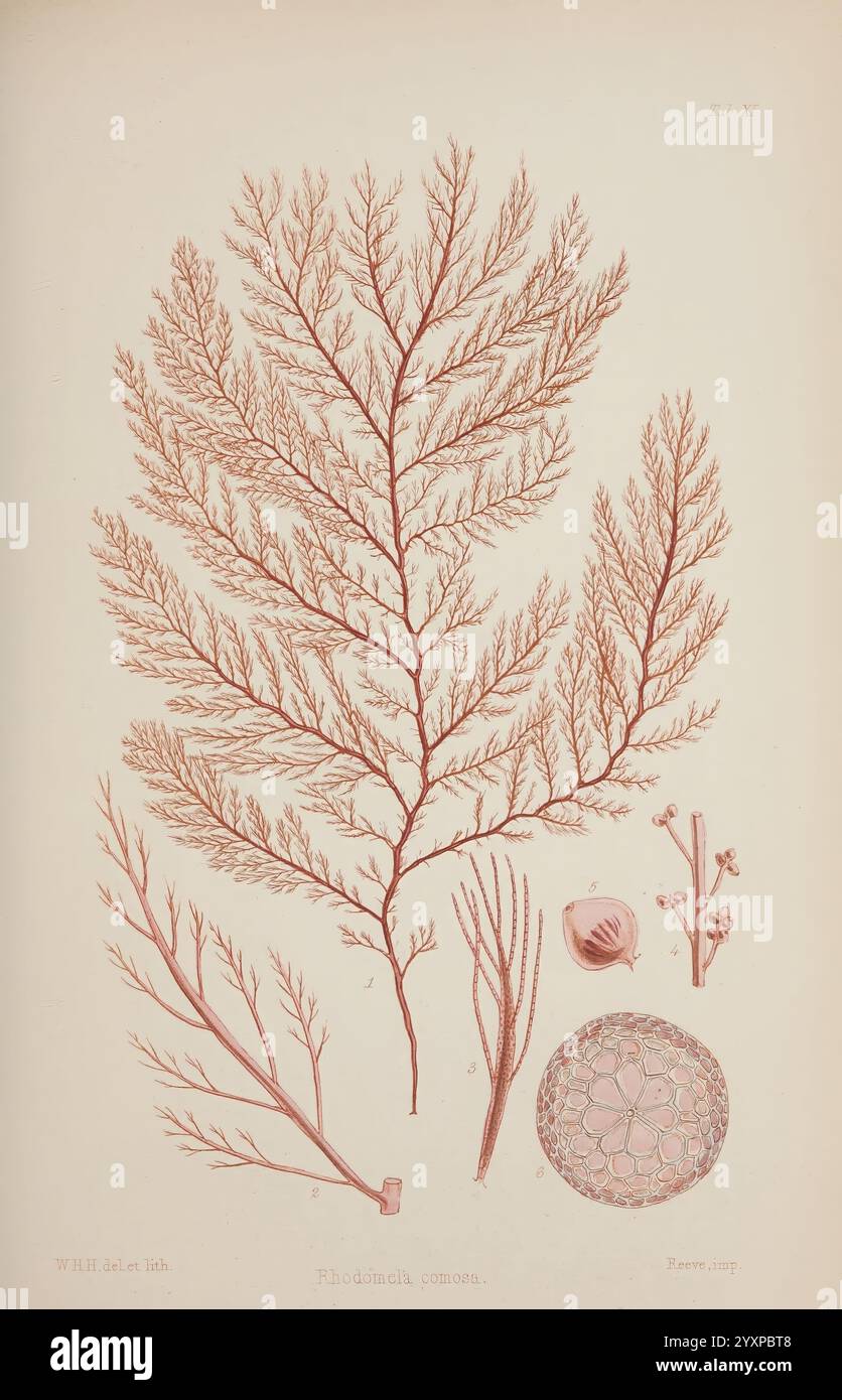 Nereis australis, Algae of the southern ocean, London, Reeve Brothers ...