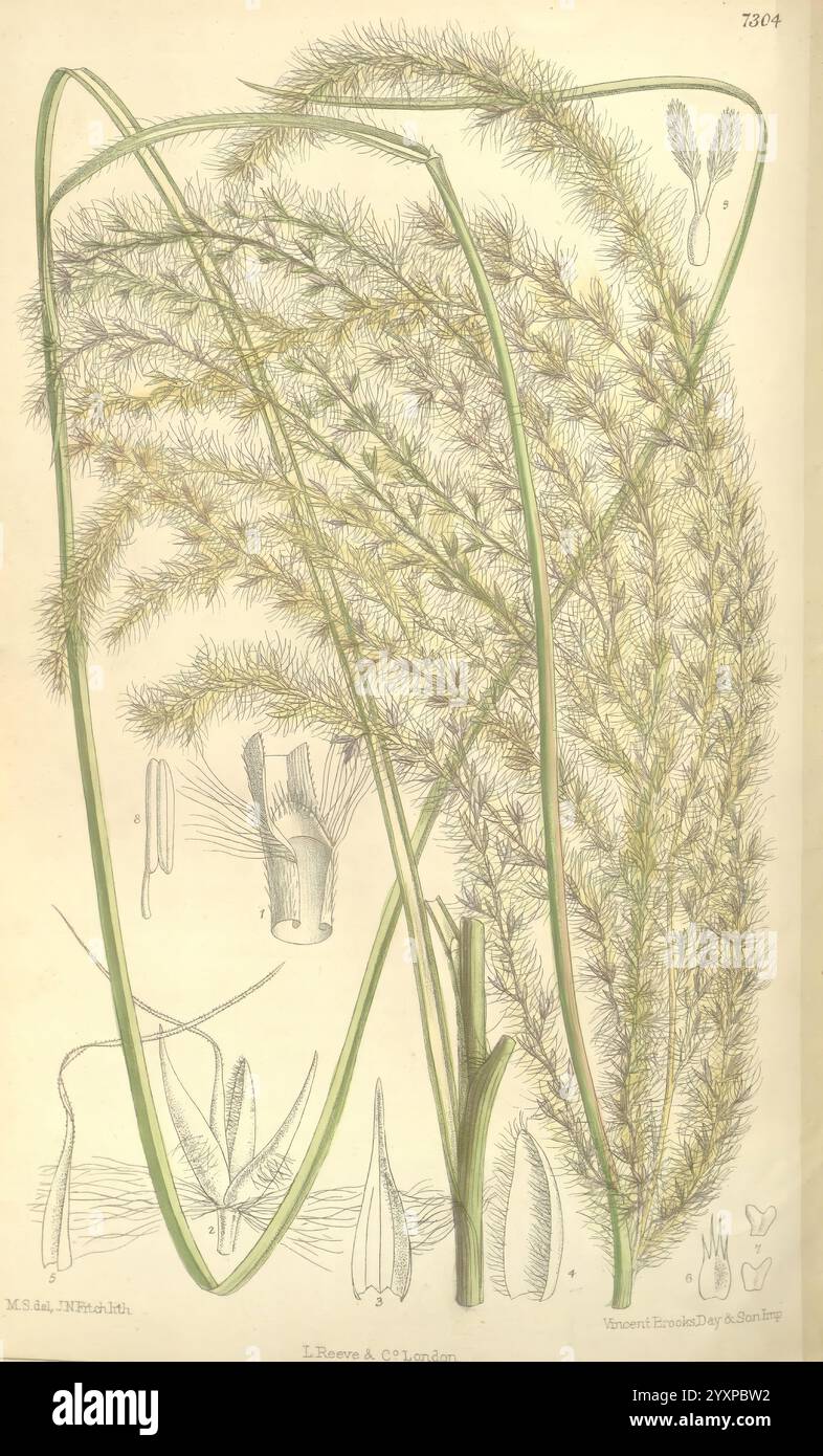 Curtis's Botanical Magazine, London, New York, botanical illustration ...