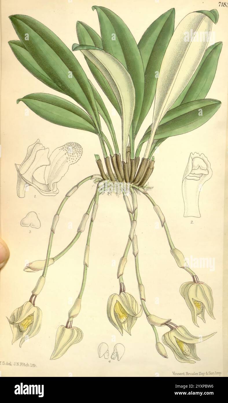 Curtis's Botanical Magazine, London, New York, botanical illustration ...