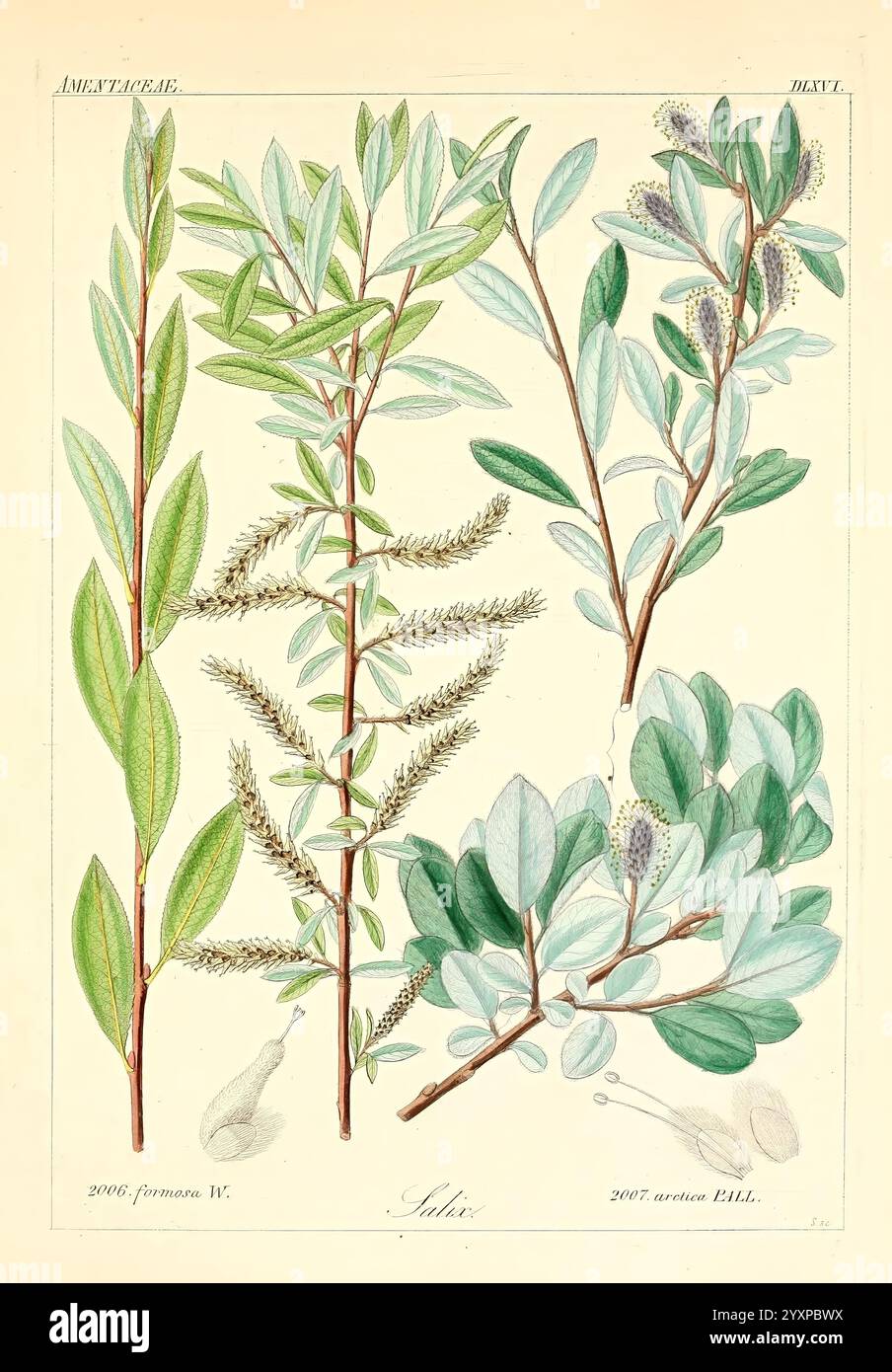 Slender branch portrays hi-res stock photography and images - Alamy