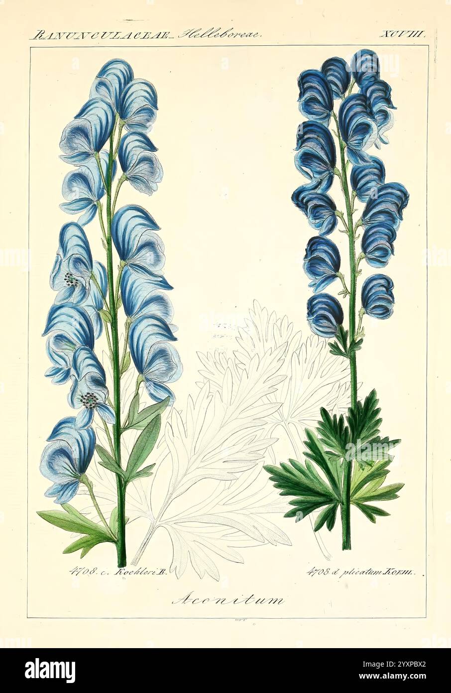 Rich green foliage base hi-res stock photography and images - Alamy