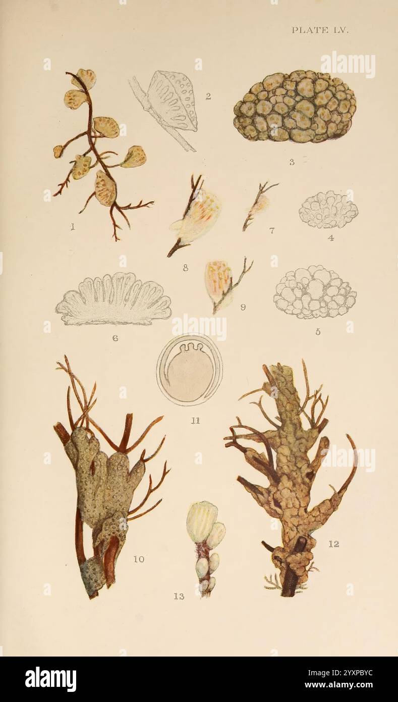 The British Tunicata, London, 1905-12, sea squirts, Tunicata, This ...