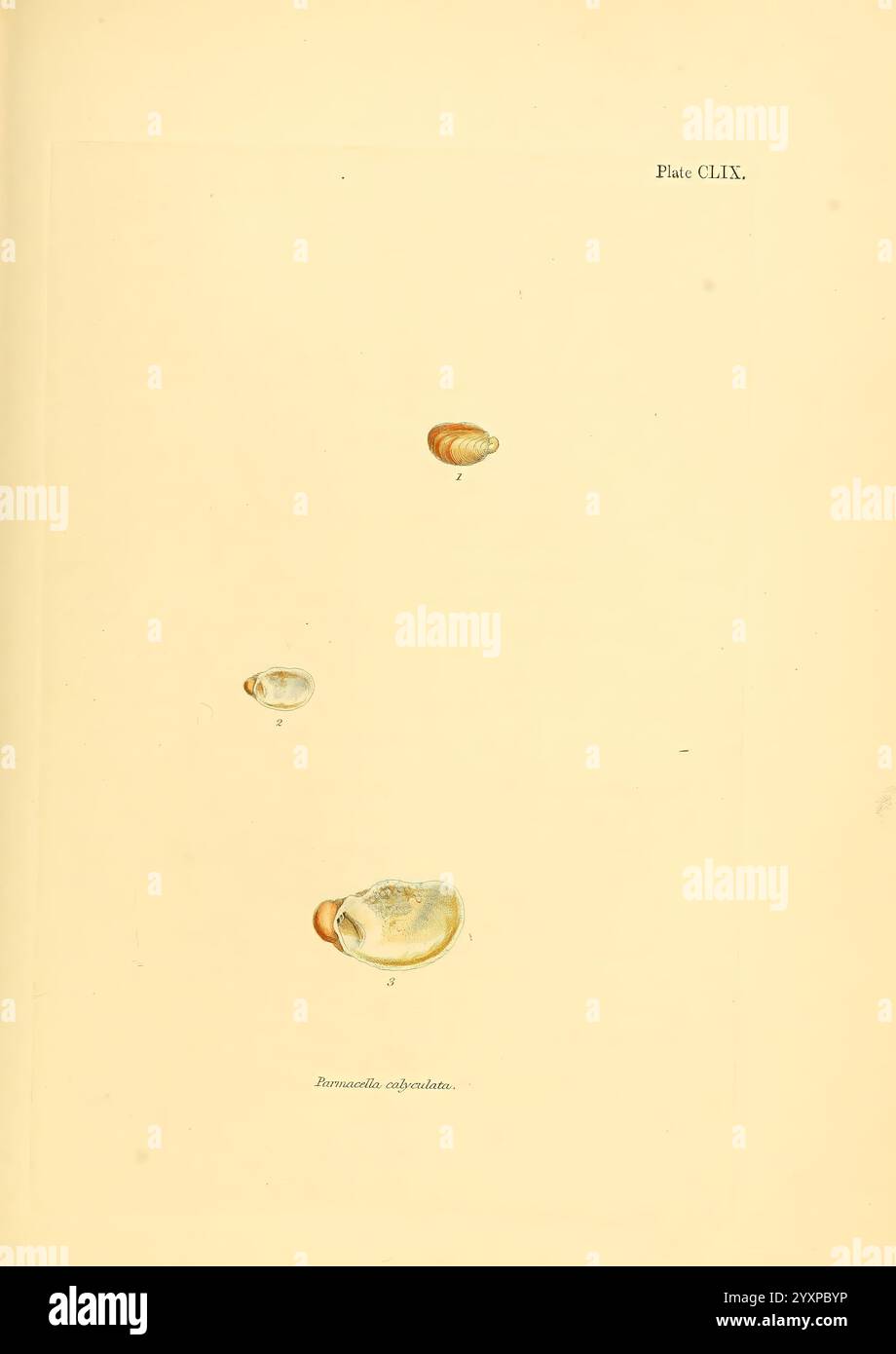 Conchologia systematica, or Complete system of conchology, London ...