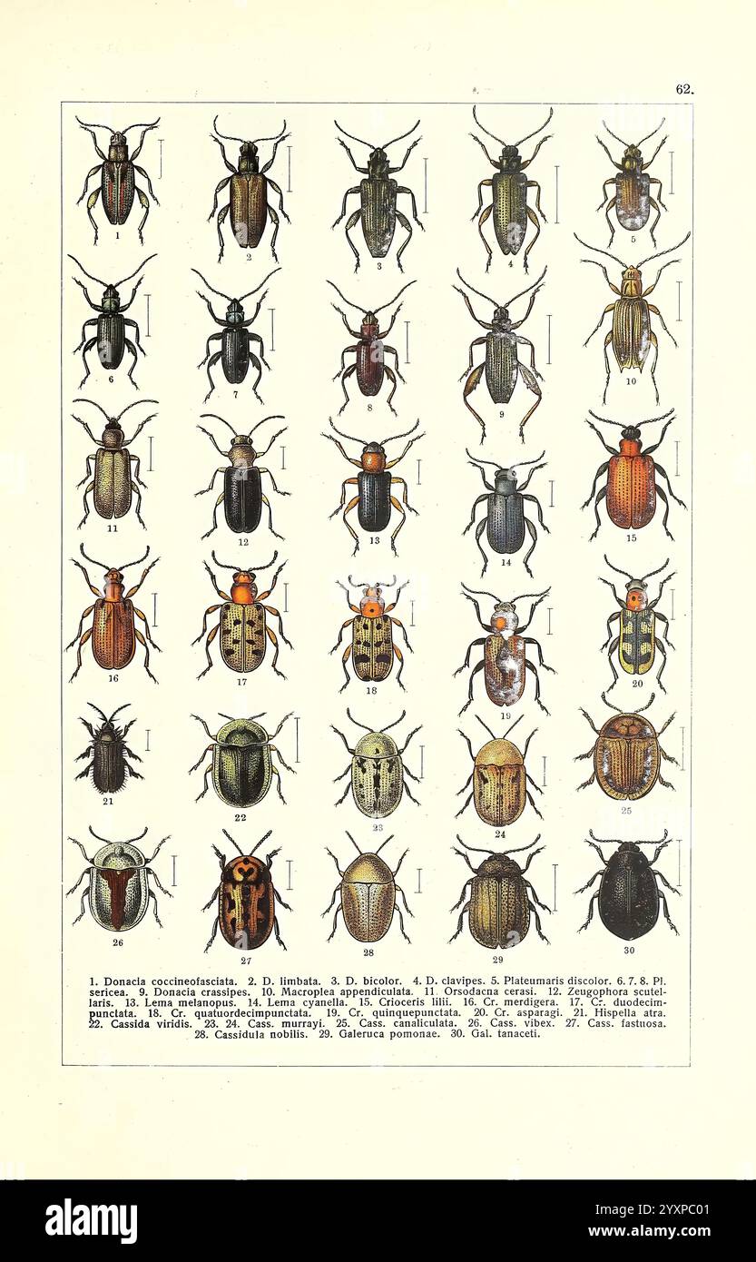 Important taxonomic information hi-res stock photography and images - Alamy