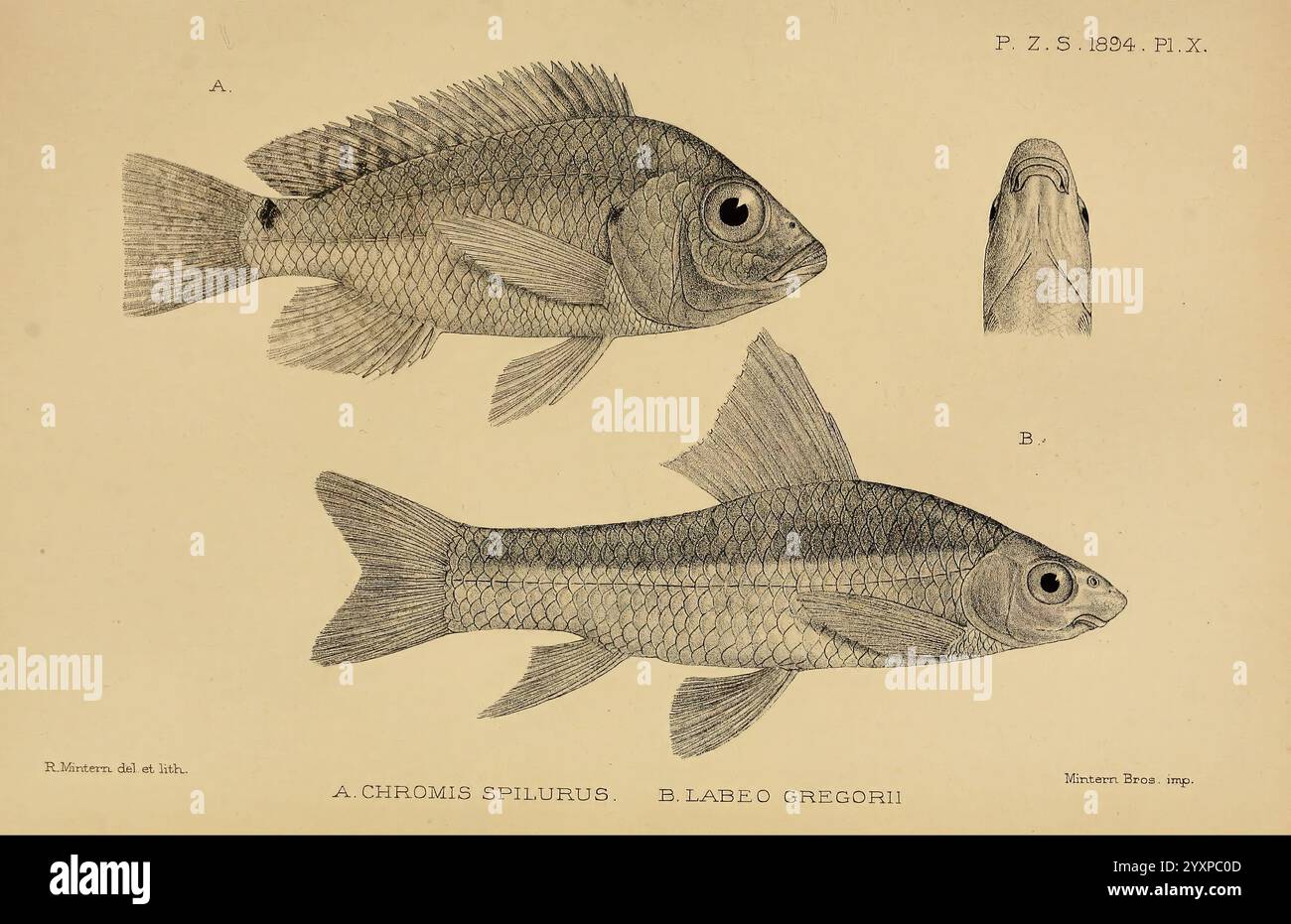 Fishs dorsal hi-res stock photography and images - Alamy