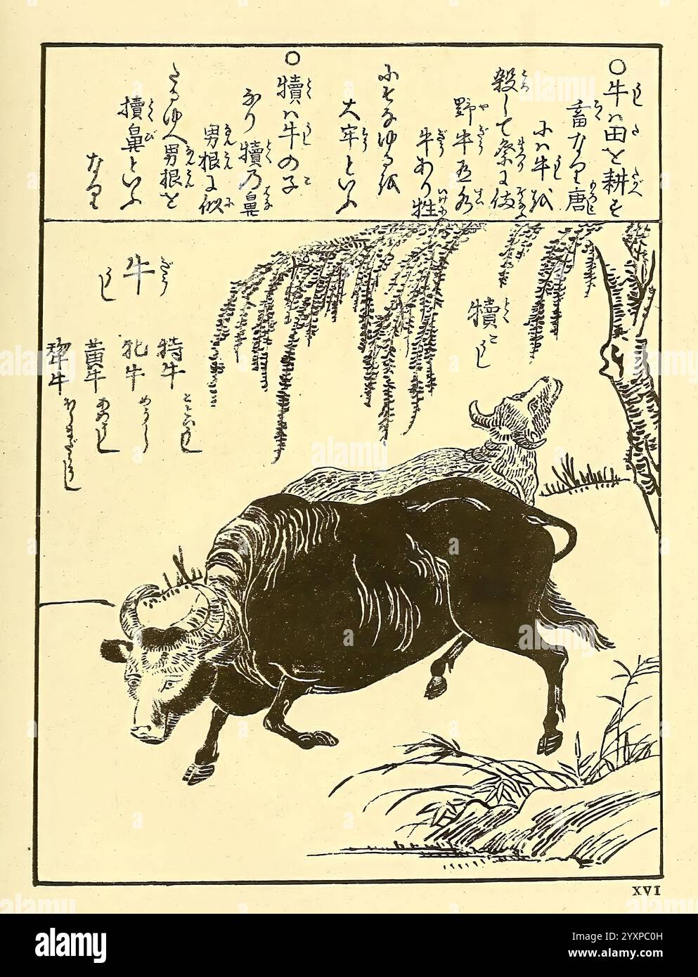 Scene depicts two cows hi-res stock photography and images - Alamy