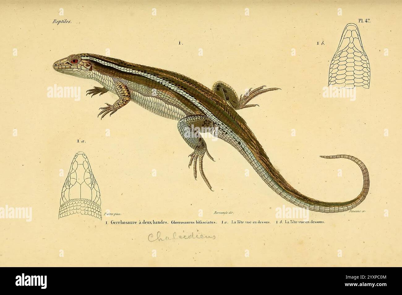 Lizards physical characteristics hi-res stock photography and images ...