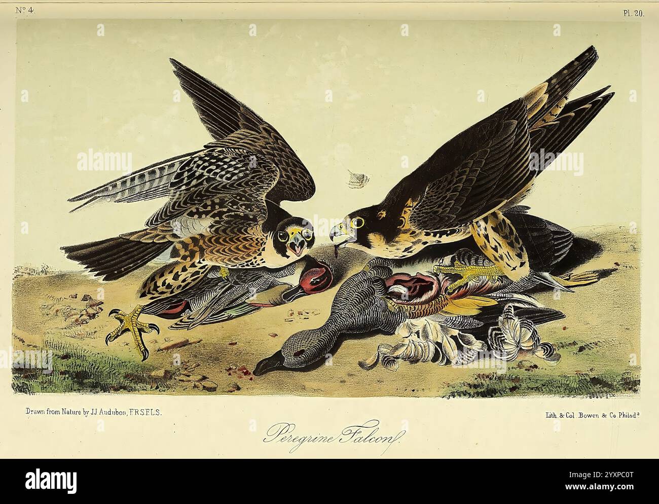 The Birds Of America New York, G.R. Lockwood, 1871, C1839, birds, North ...