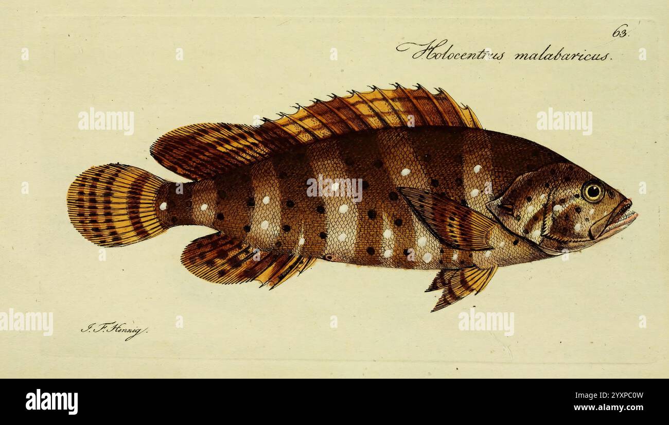 Tail fin exhibits hi-res stock photography and images - Alamy