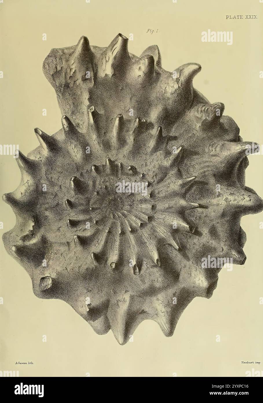 Prominent ridges radiating hi-res stock photography and images - Alamy