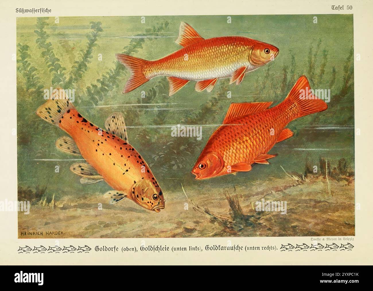 Artwork features three distinct goldfish species hi-res stock ...