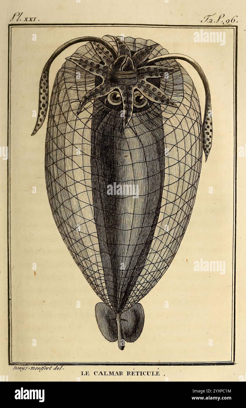 Reticulated squid hi-res stock photography and images - Alamy