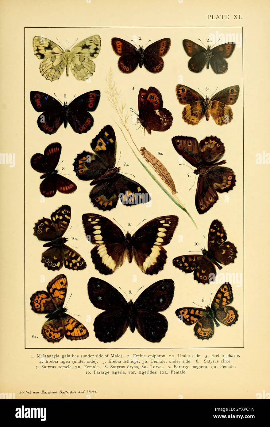 British European Butterflies Macrolepidoptera London E. Nister 1895 ...