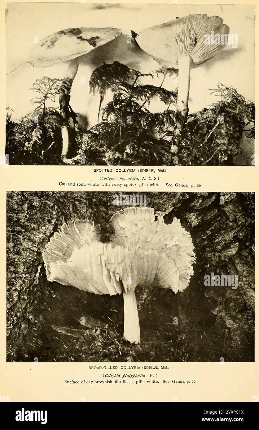 The mushroom book Garden City, N.Y, 1920 mushrooms fungi edible The New ...