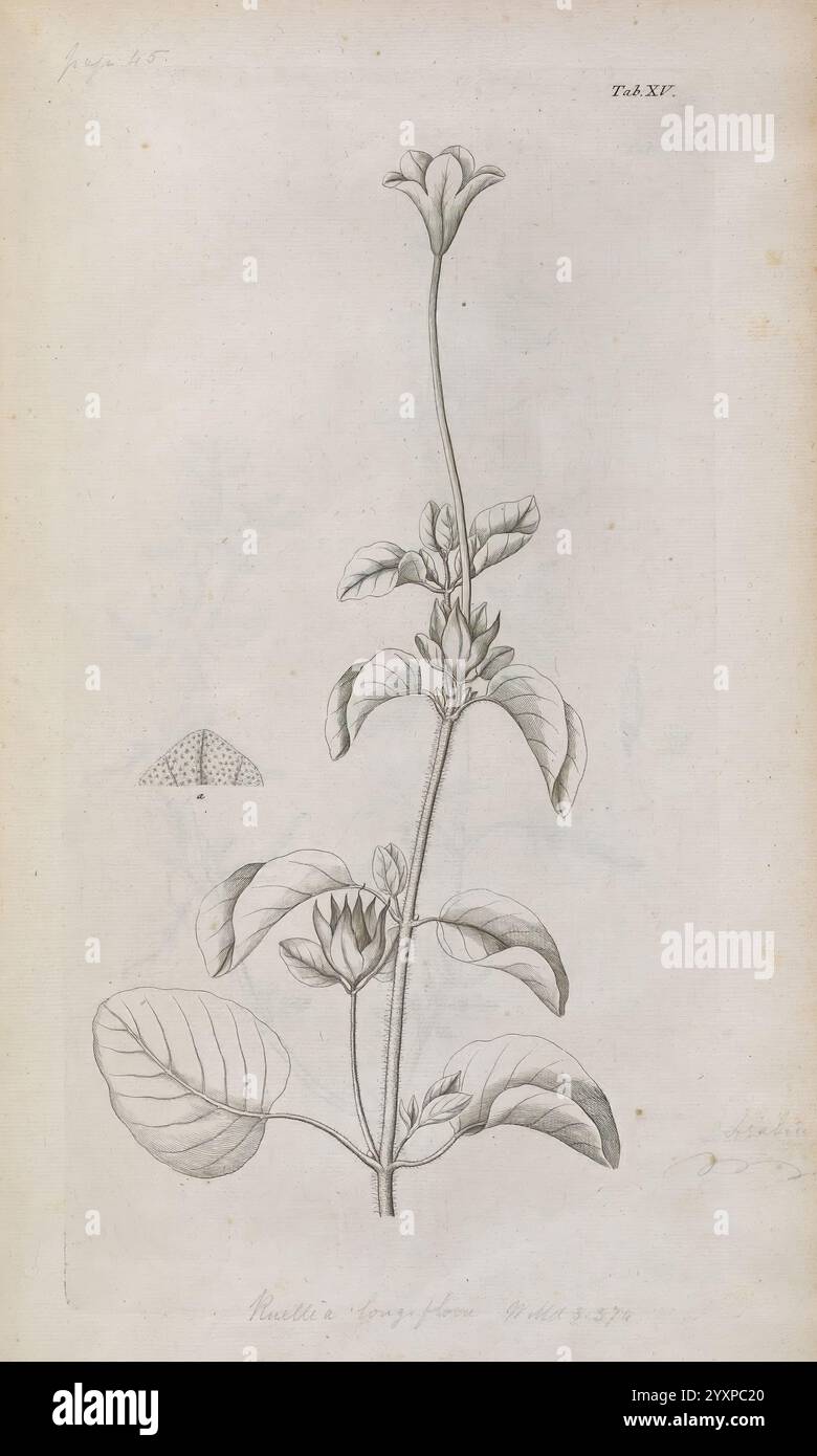Rheedia longifolia hi-res stock photography and images - Alamy