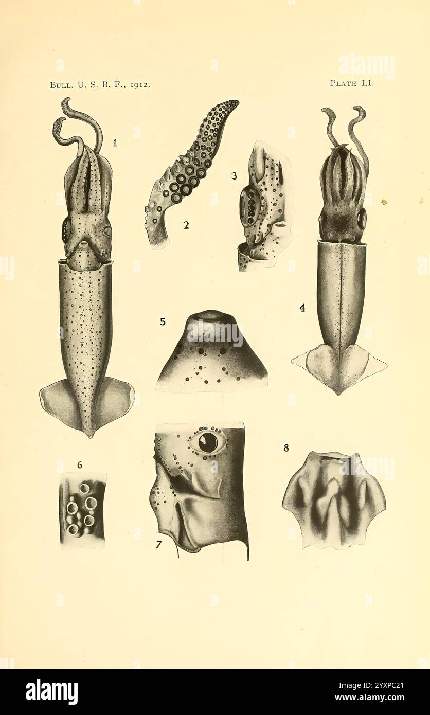 The Cephalopoda of the Hawaiian Islands. Washington, Govt. Print, 1914 ...