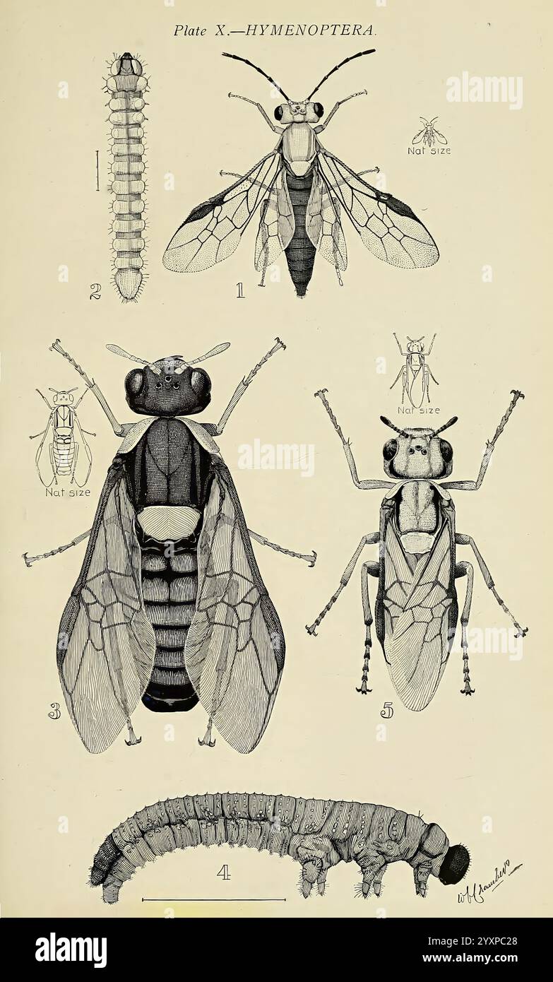 Representing larval stages hi-res stock photography and images - Alamy