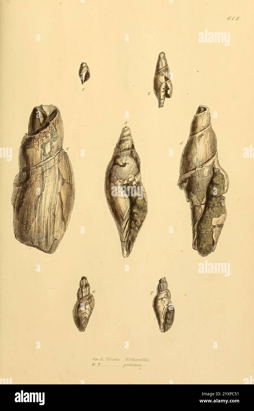 Intricately detailed fossil specimens hi-res stock photography and ...