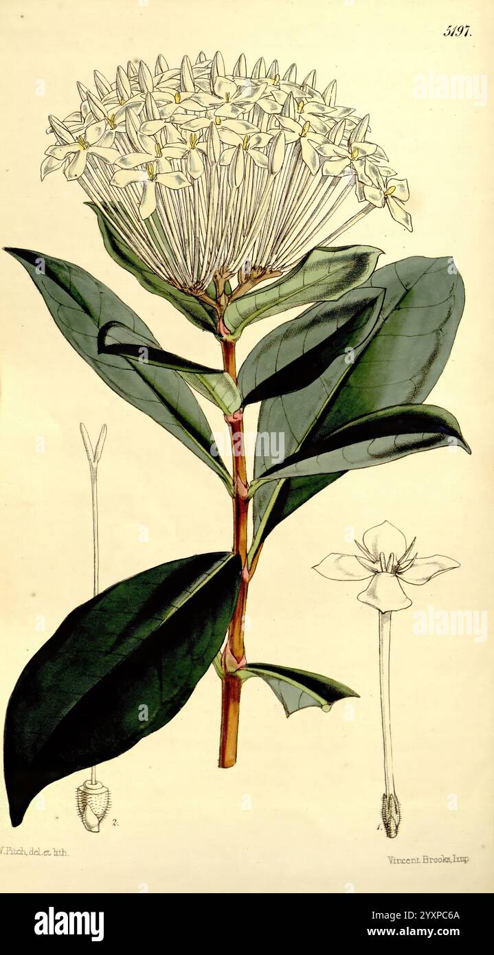 Curtis's botanical magazine, London, New York, botany, periodicals ...