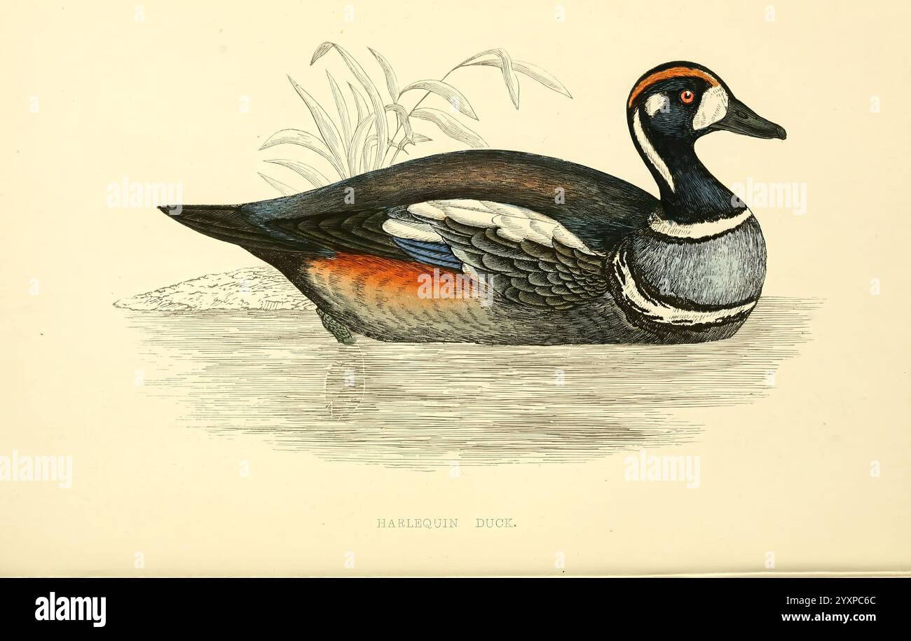 Head features bold markings hi-res stock photography and images - Alamy