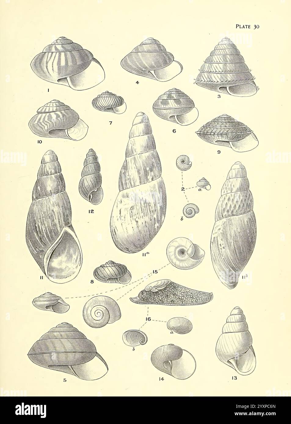 Laoma late umbilicata hi-res stock photography and images - Alamy