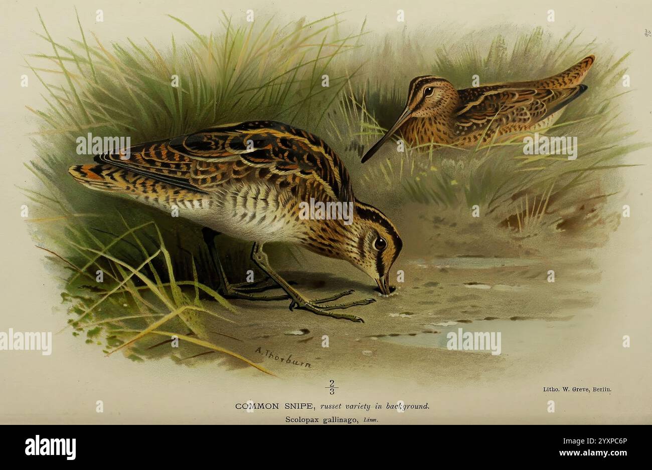 Second bird stands hi-res stock photography and images - Alamy