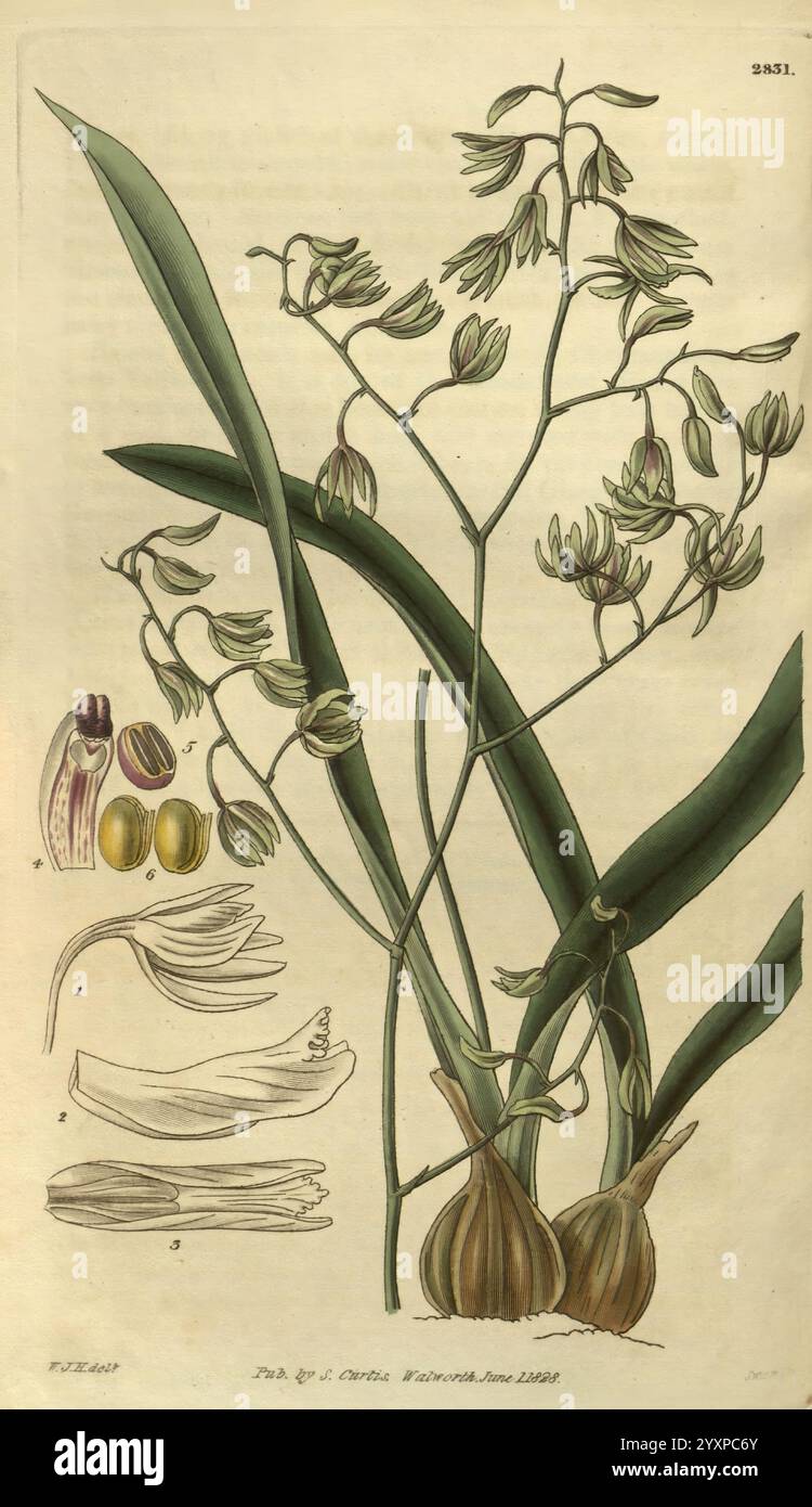 Reproductive parts illustrated hi-res stock photography and images - Alamy