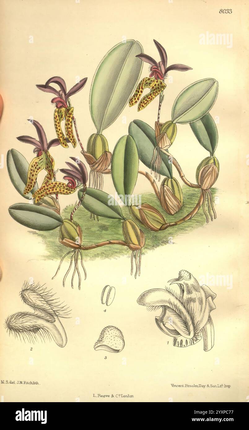 Curtis's Botanical Magazine, London, New York, botanical illustration ...