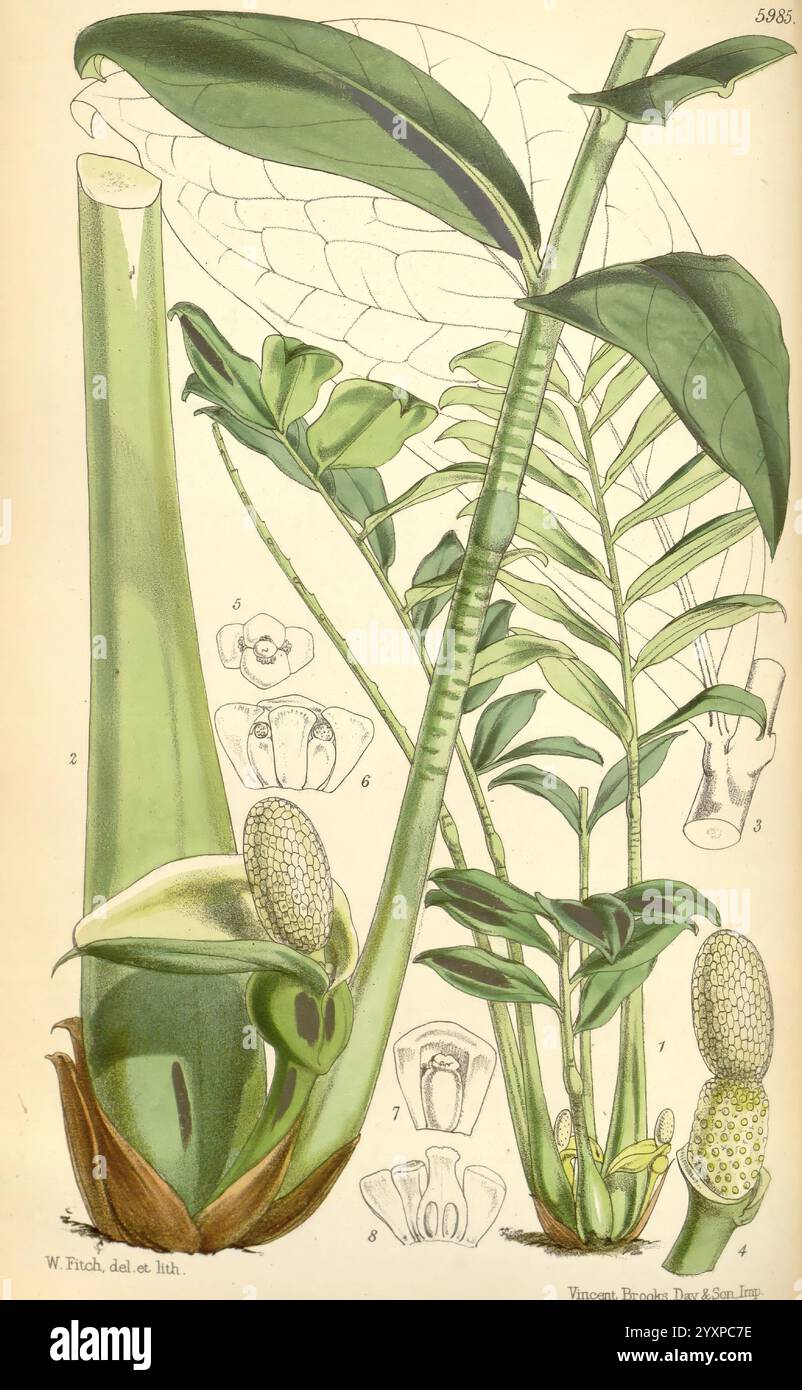 Surrounding foliage displays broad hi-res stock photography and images ...