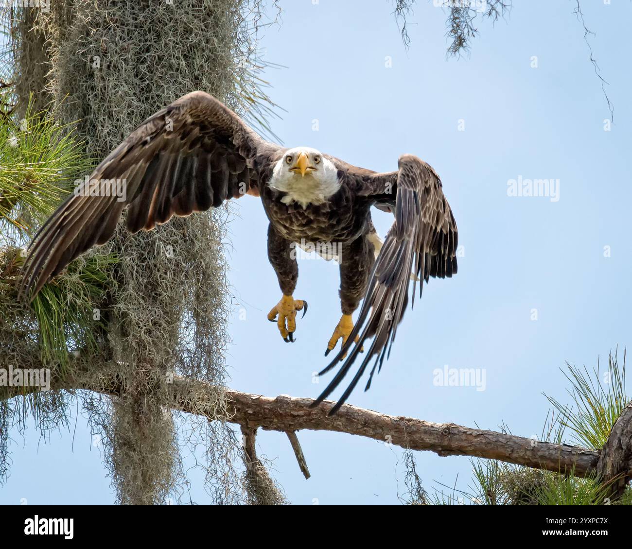 Bald Eagle taking flight from a tree Stock Photo - Alamy