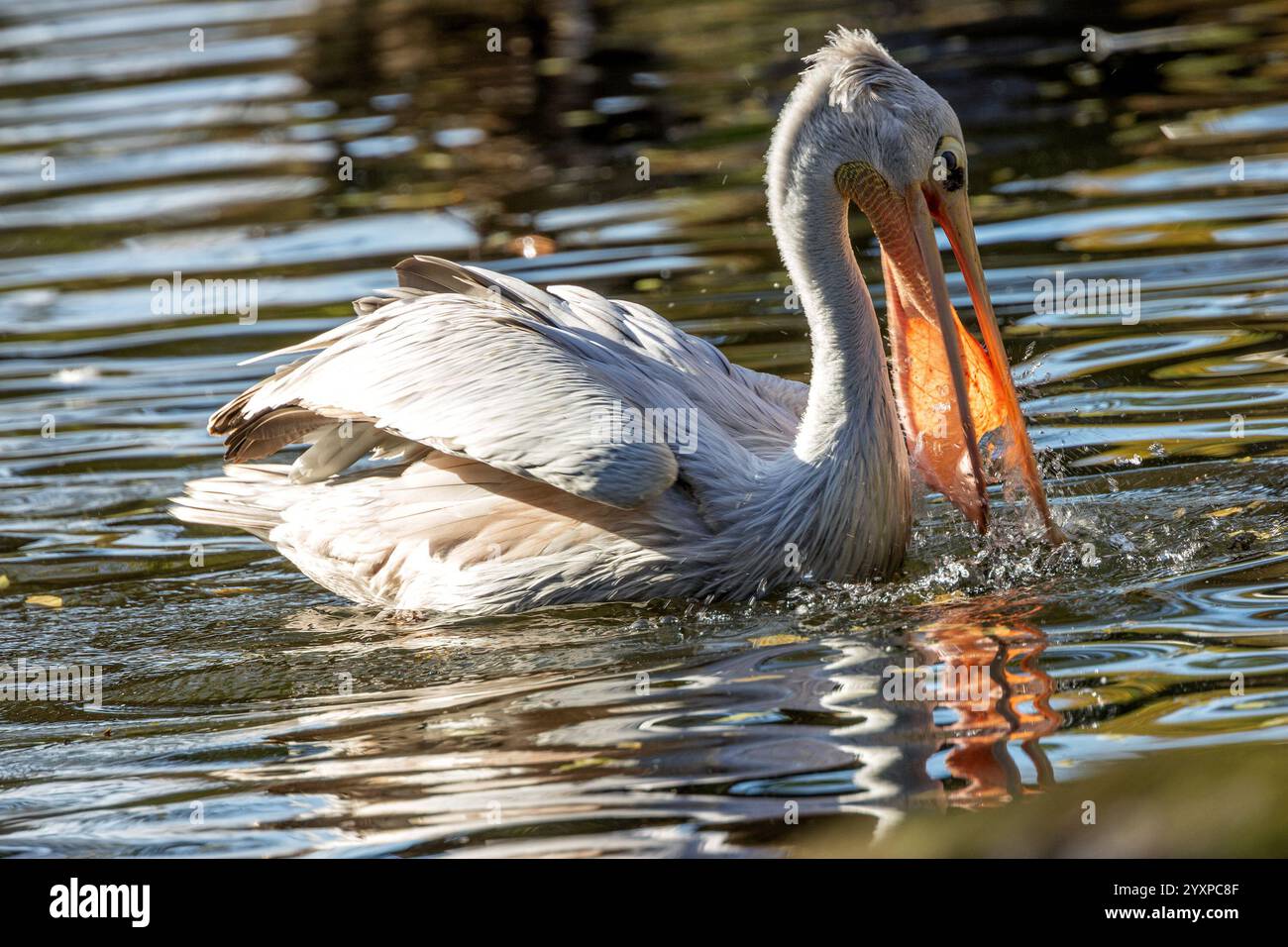 The Dalmatian pelican, a large wetland bird, feeds on fish ...