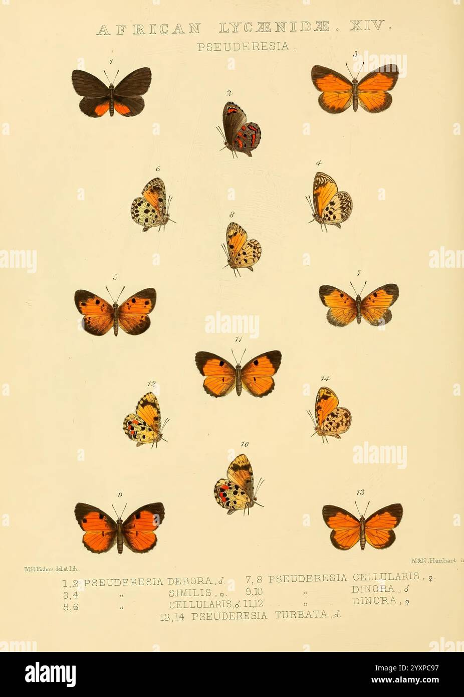 Rhopalocera exotica London, Gurney & Jackson, 1887-1902 butterflies ...
