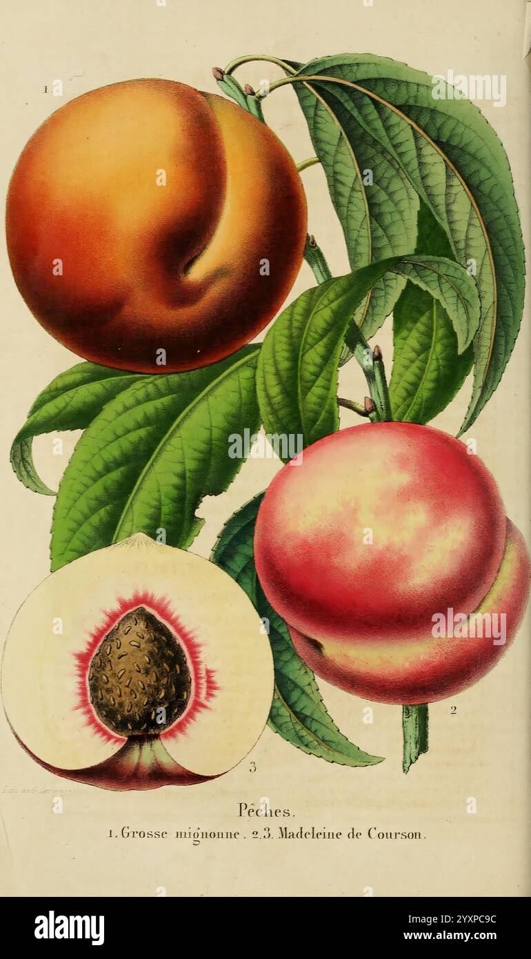 Belgique horticole. Liége, botany, horticulture, periodicals, plants ...