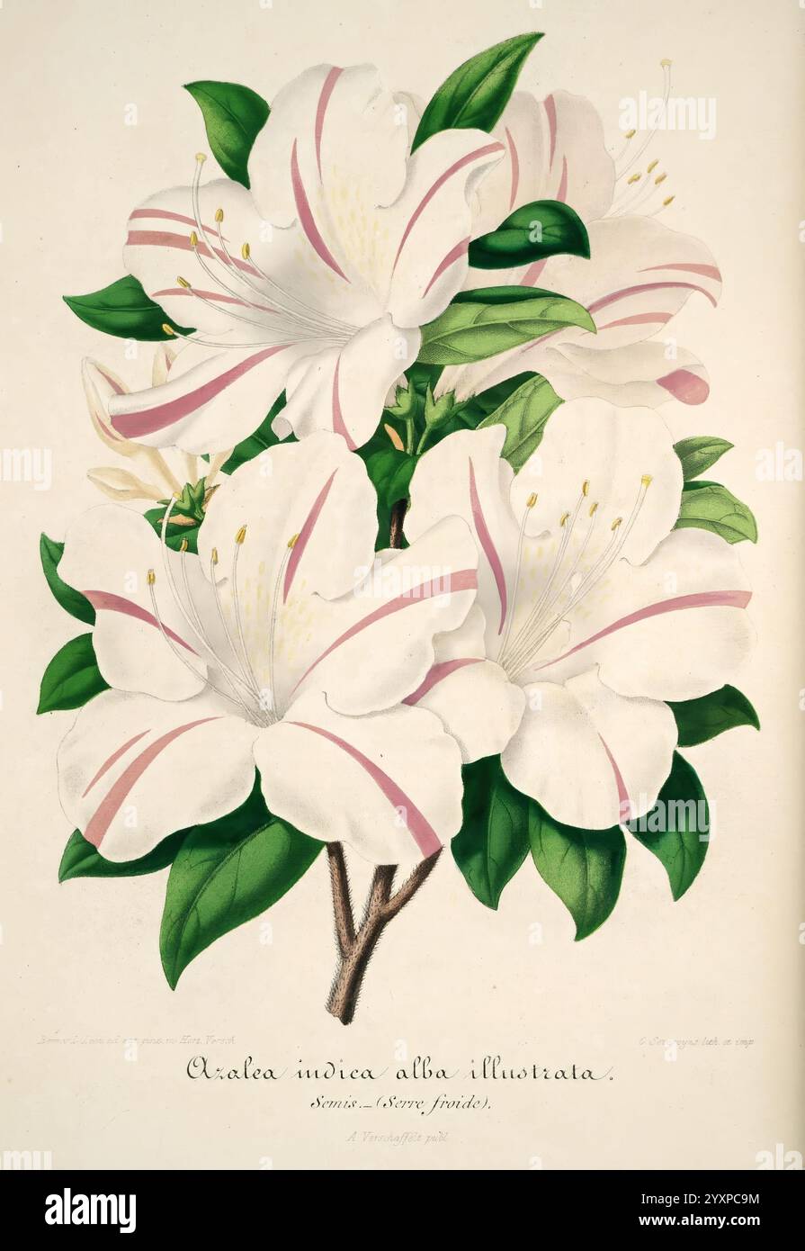Azalea indica alba hi-res stock photography and images - Alamy