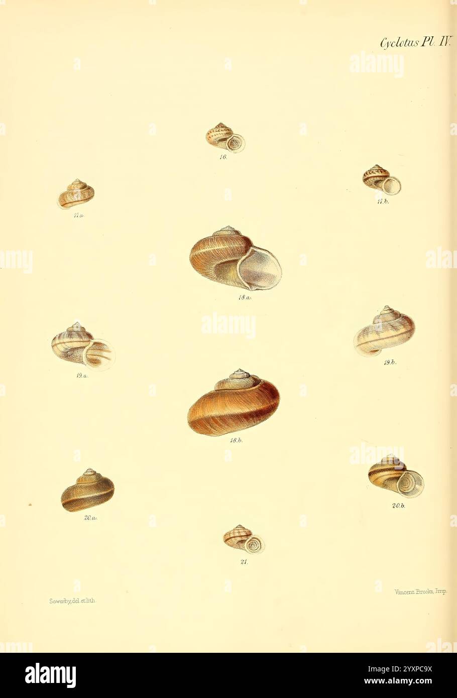 Conchologia iconica, or Illustrations of the shells of molluscous ...