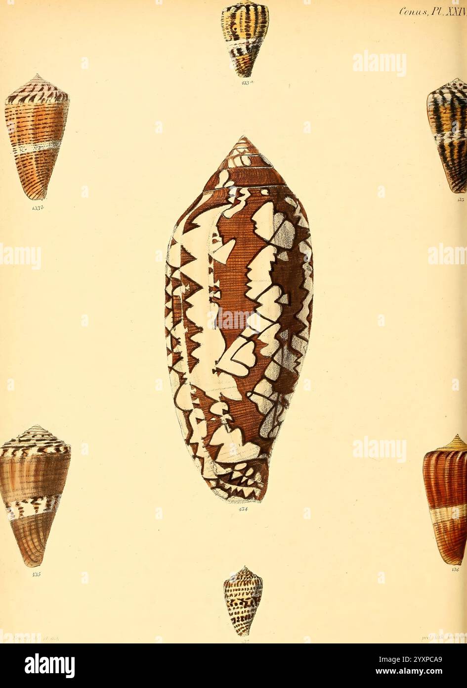 Cone shaped shell hi-res stock photography and images - Alamy