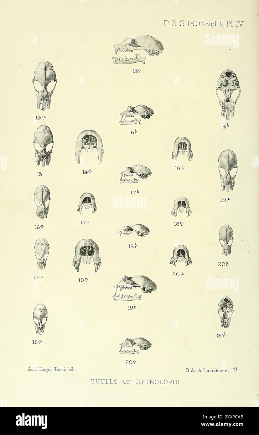 Arrangement presents various angles hi-res stock photography and images ...