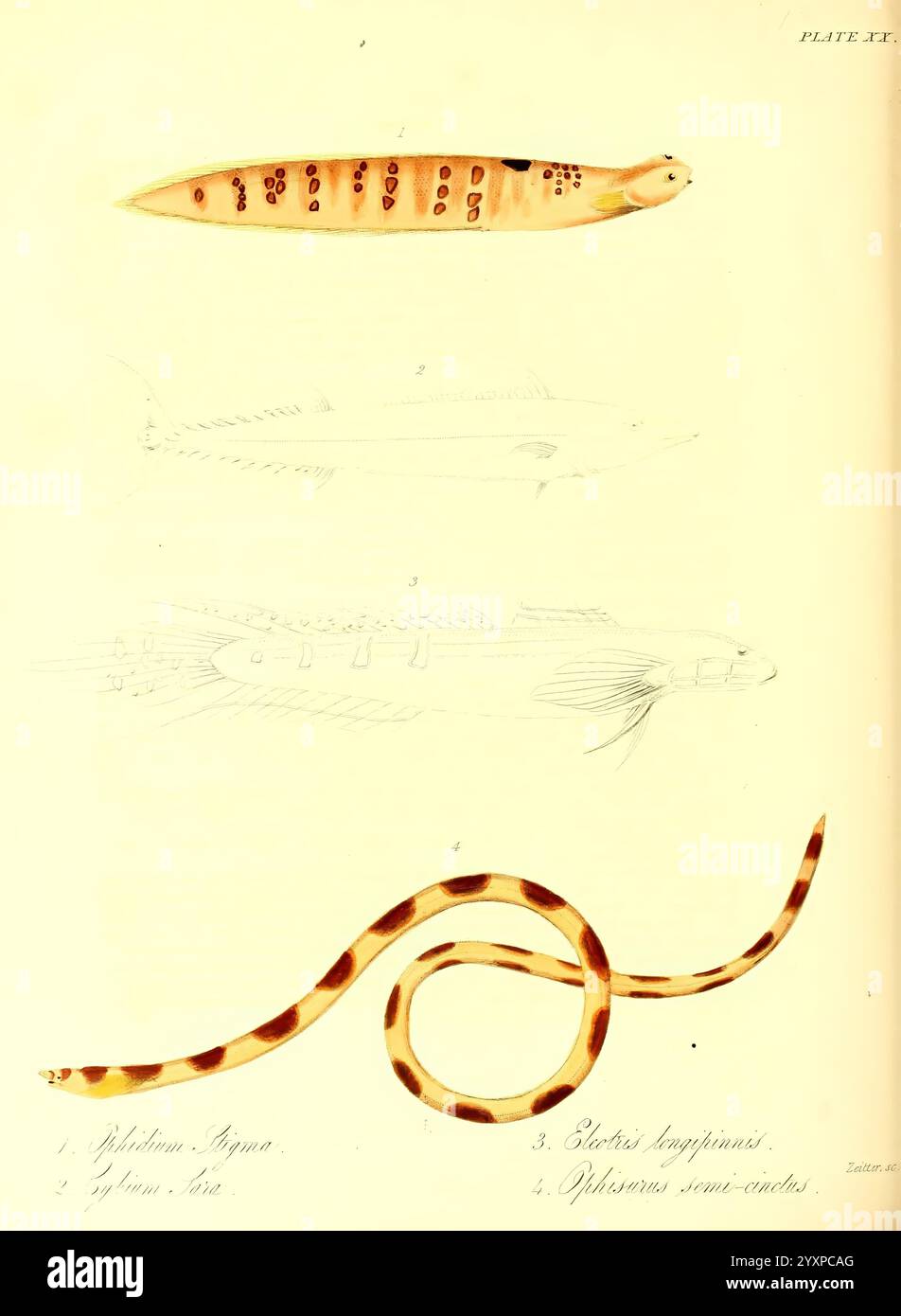 The zoology of Captain Beechey's voyage, 1839, fish, America, slug ...