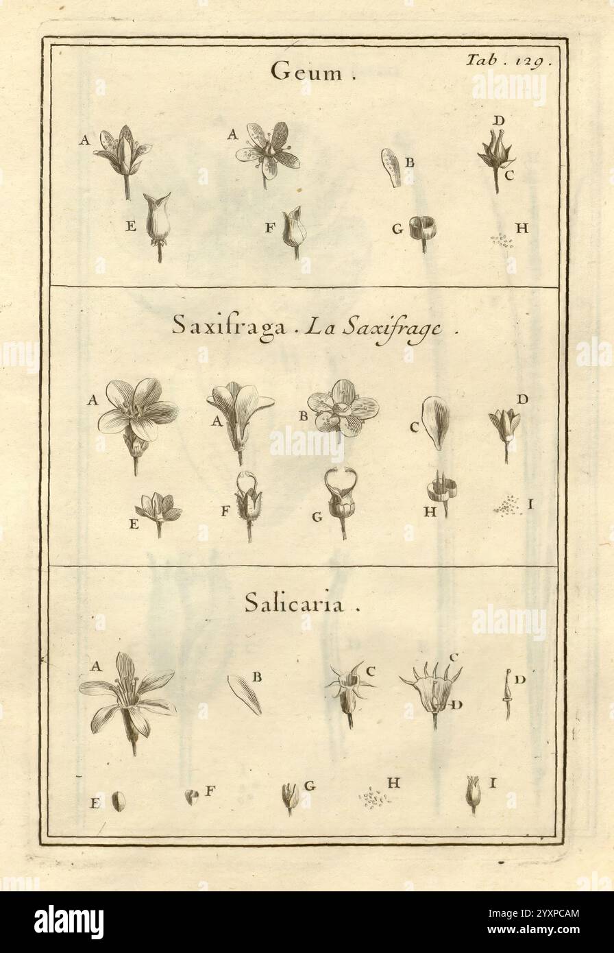 Joseph Pitton de Tournefort, Institutiones rei herbariae, Parisiis, E ...