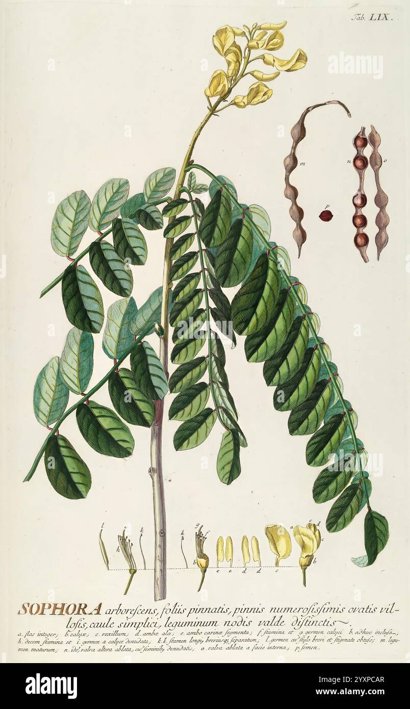 Hortis curiosorum nutrita s l hi-res stock photography and images - Alamy