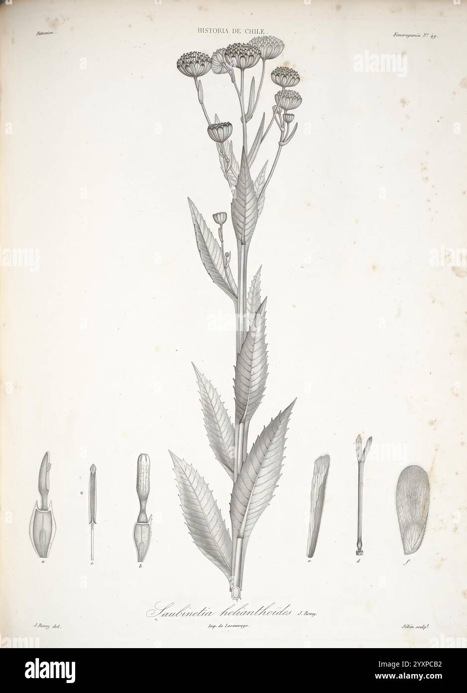 Historia fisica y politica de Chile segun documentos adquiridos en esta ...