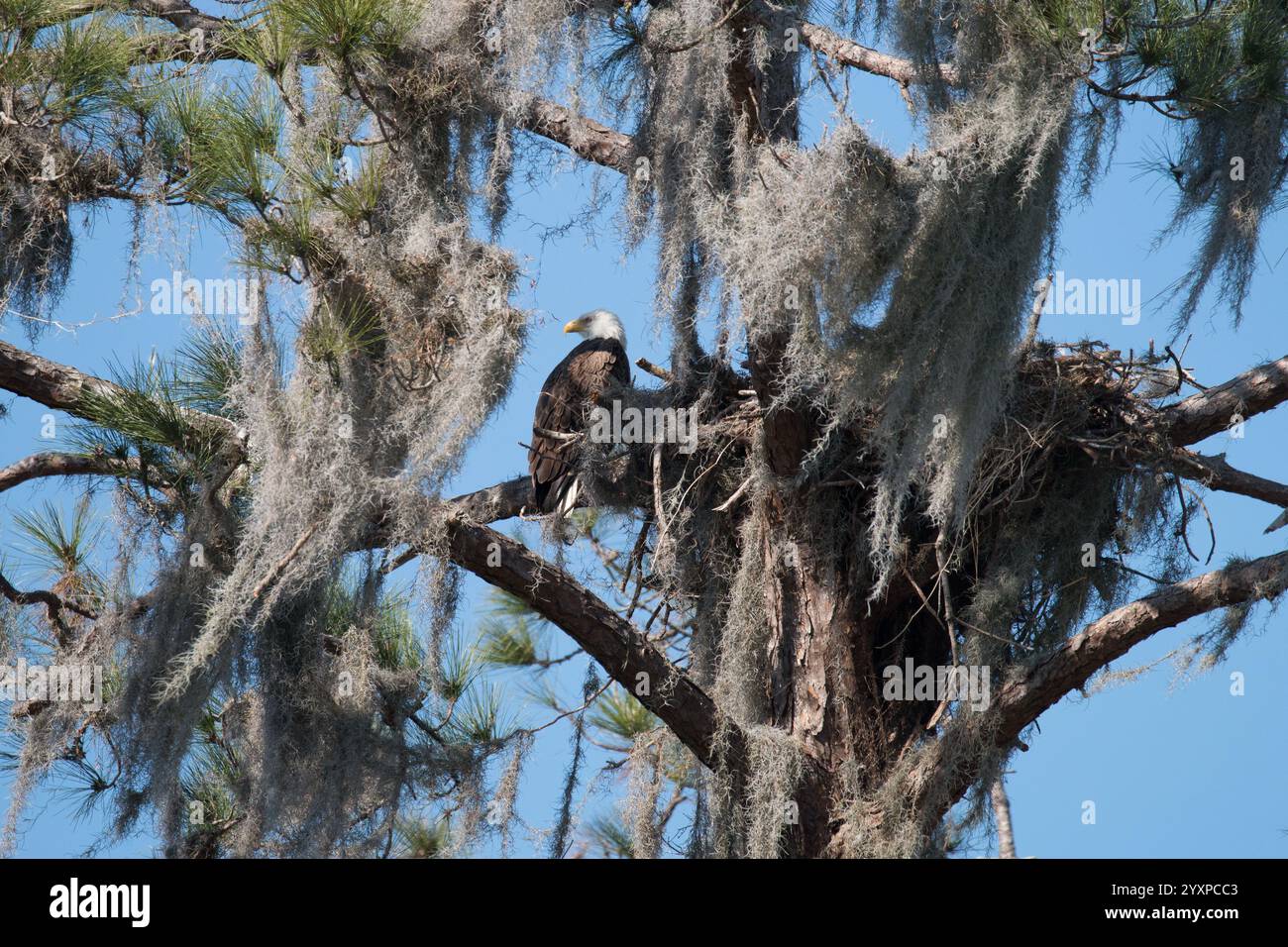 Adult Bald Eagle watching over their family in the nest Stock Photo - Alamy