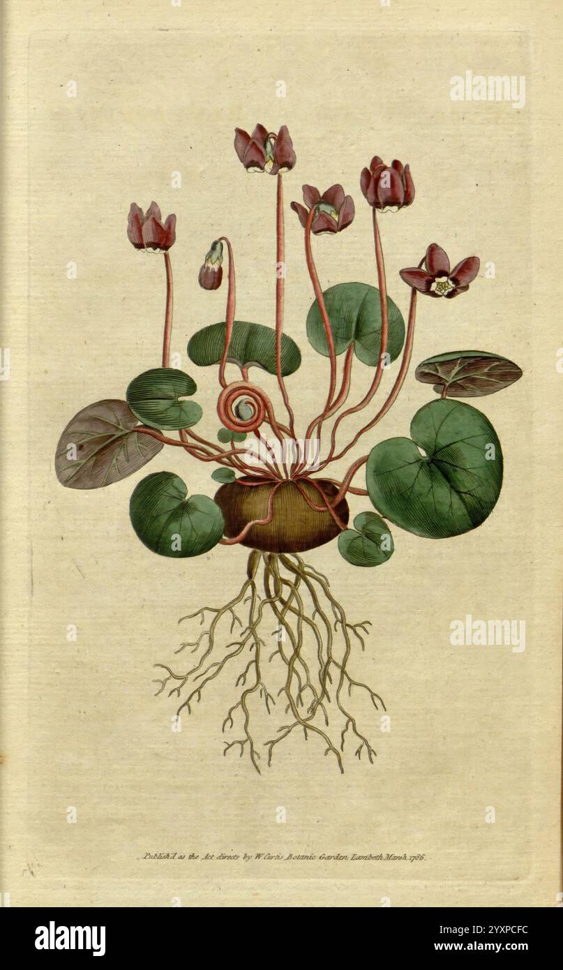 Deep and extensive root system hi-res stock photography and images - Alamy