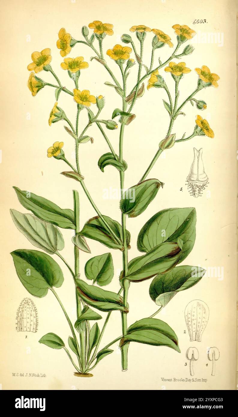 Science matilda smith taxonomy hi-res stock photography and images - Alamy