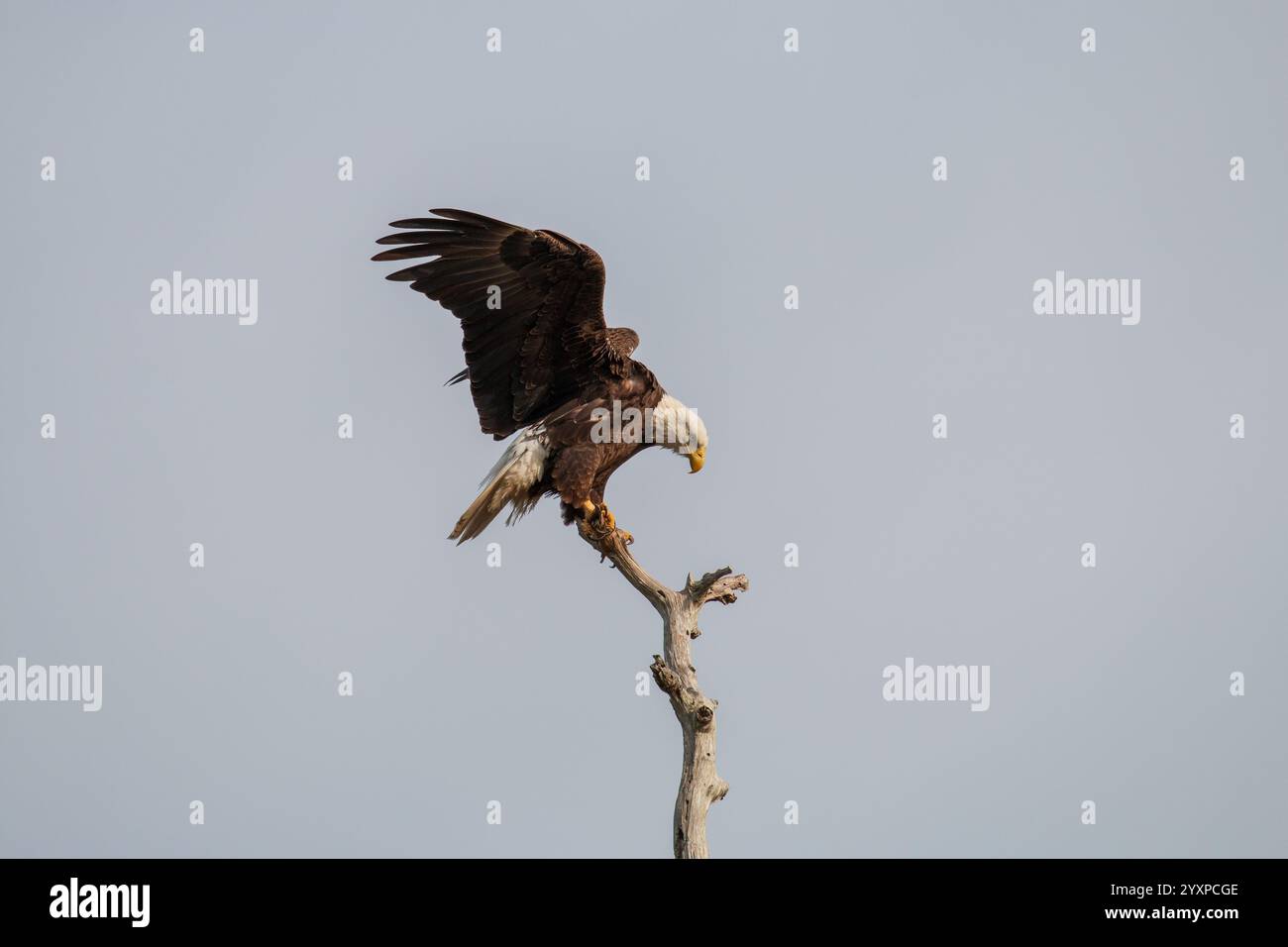 Bald Eagle landing high atop of a large tree Stock Photo - Alamy