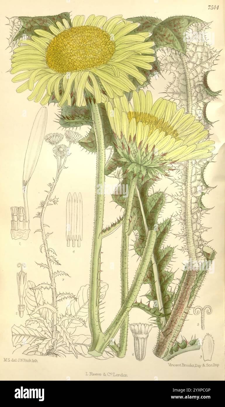 Curtis's Botanical Magazine, London, New York, botanical illustration ...
